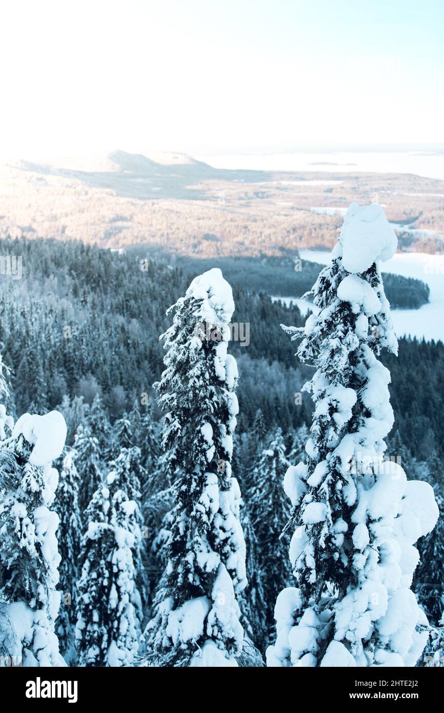 Vertical of a mountain covered with snow and pine trees in Koli ...
