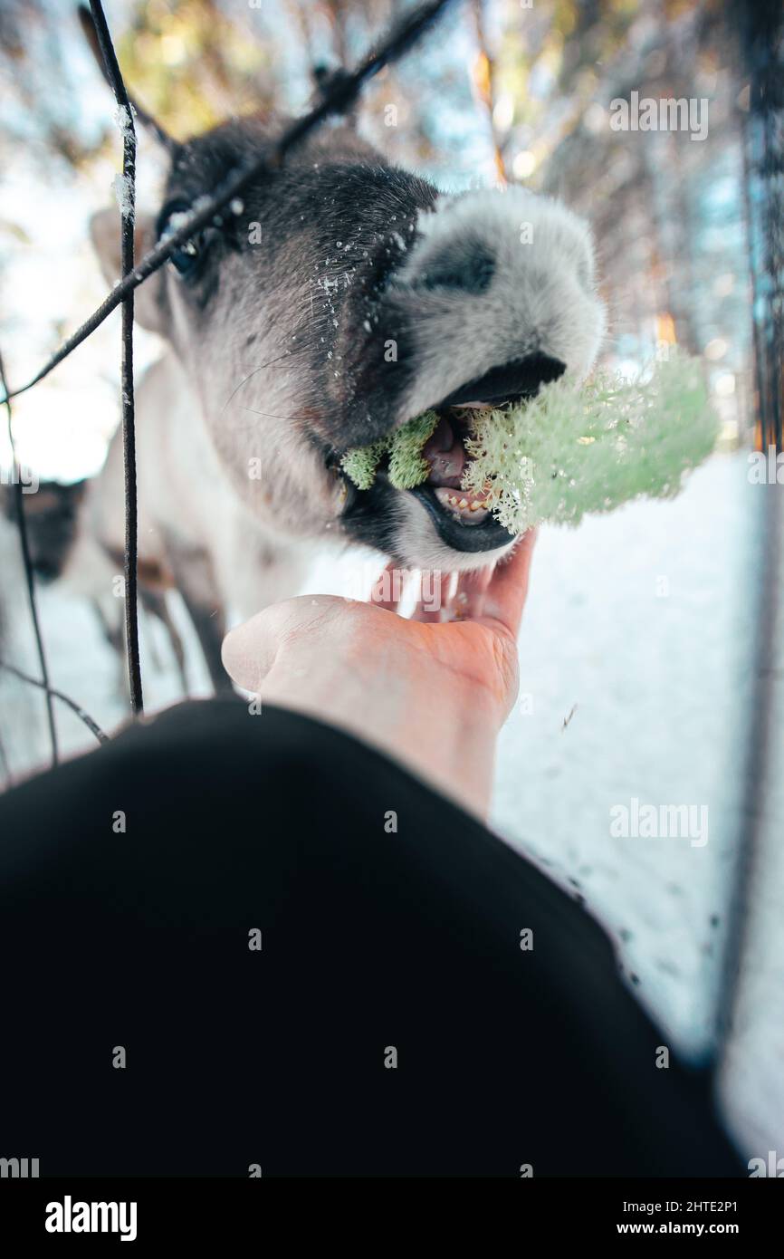 Vertical closeup of the hand feeding a reindeer behind the fence Stock ...