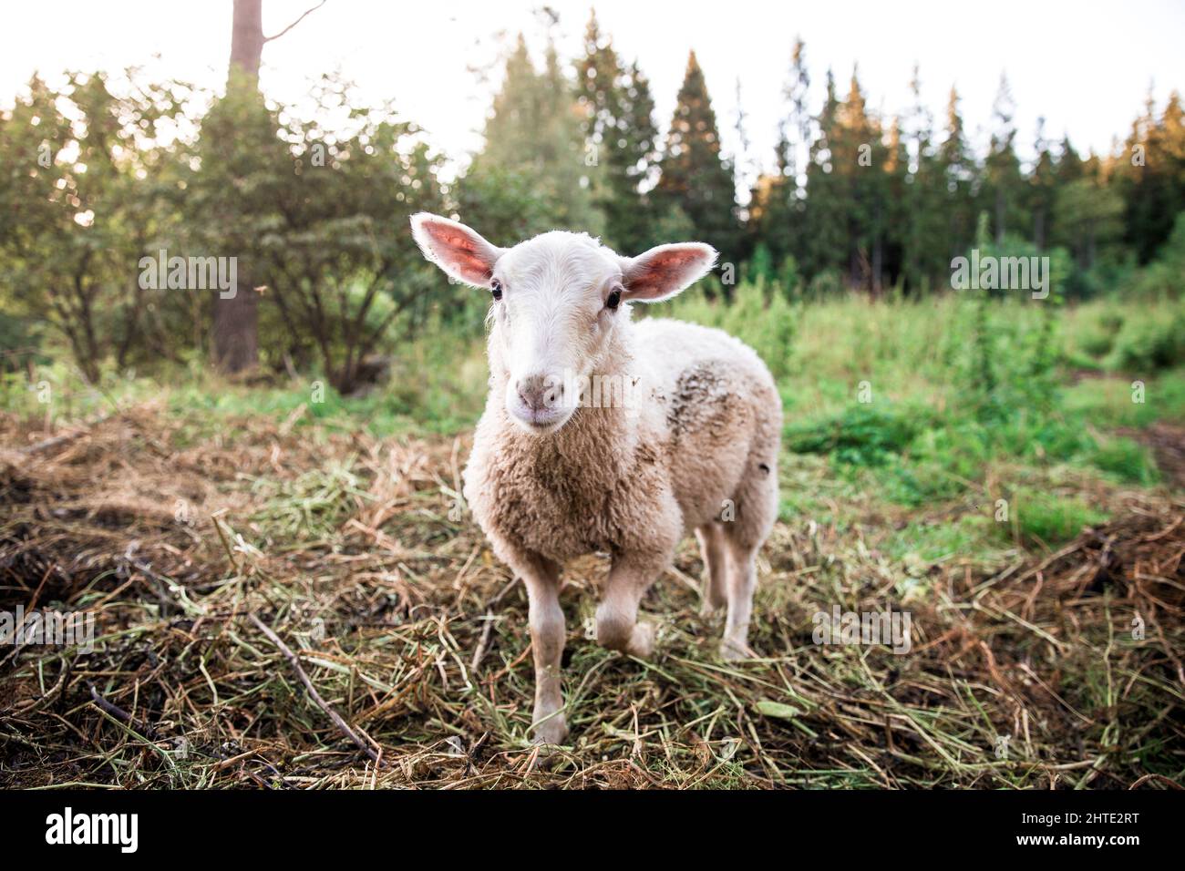 Cute baby sheep in its natural environment Stock Photo - Alamy