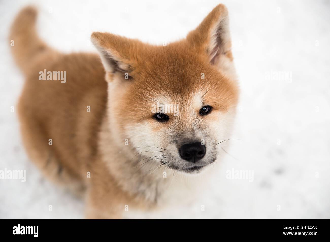 Closeup portrait of a tiny Akita Inu looking at the camera on a white ...