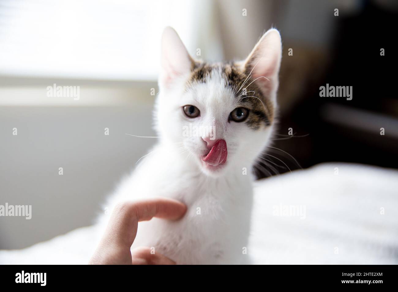 Closeup portrait of finger caressing a cat with its tongue out, looking ...