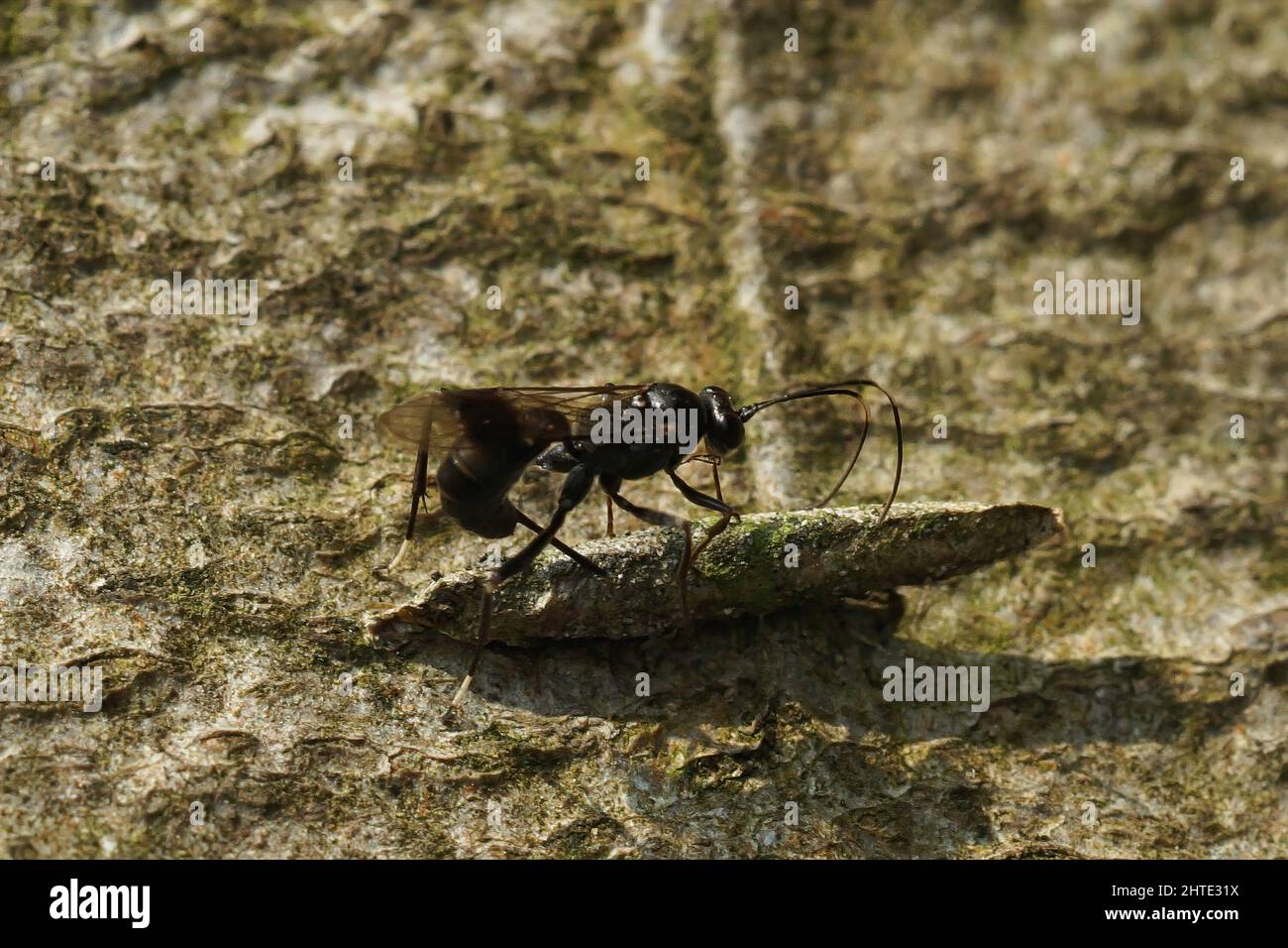 Nippocryptus vittatorius hi-res stock photography and images - Alamy