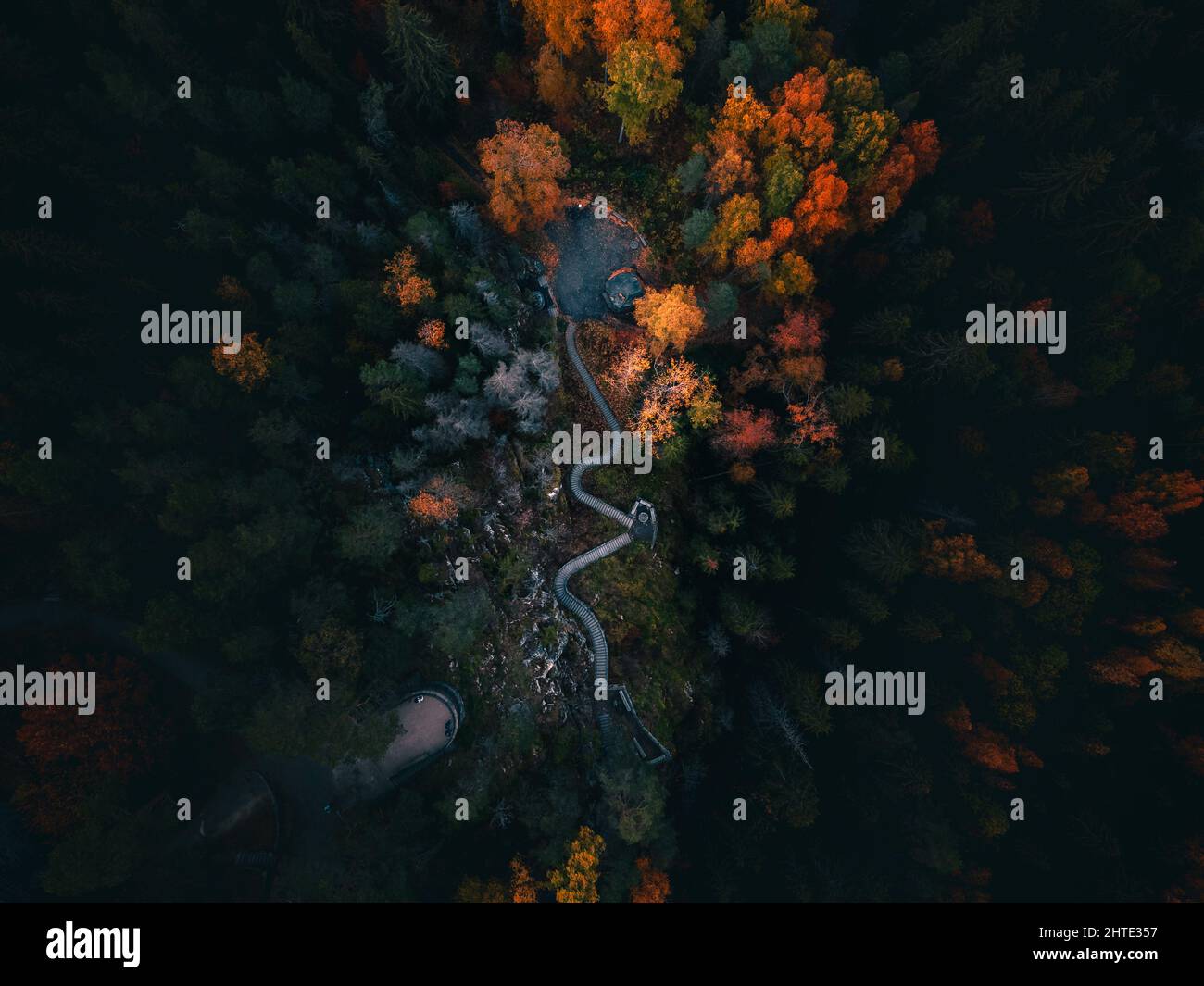 Bird's eye view of a pathway leading to a lake in the middle of dense ...