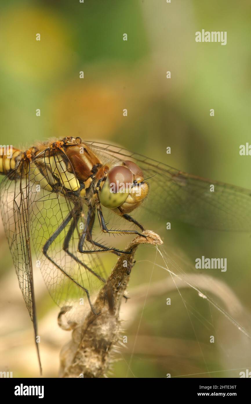 Vertical closeup of a Common darter dragonfly, Symptetrum striolatum ...