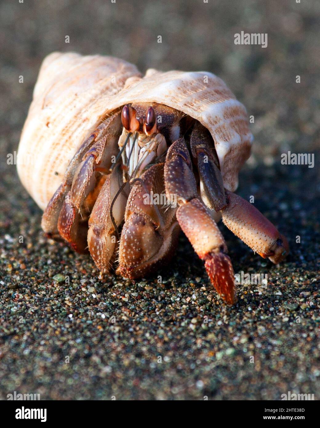 Pagurus samuelis hi-res stock photography and images - Alamy