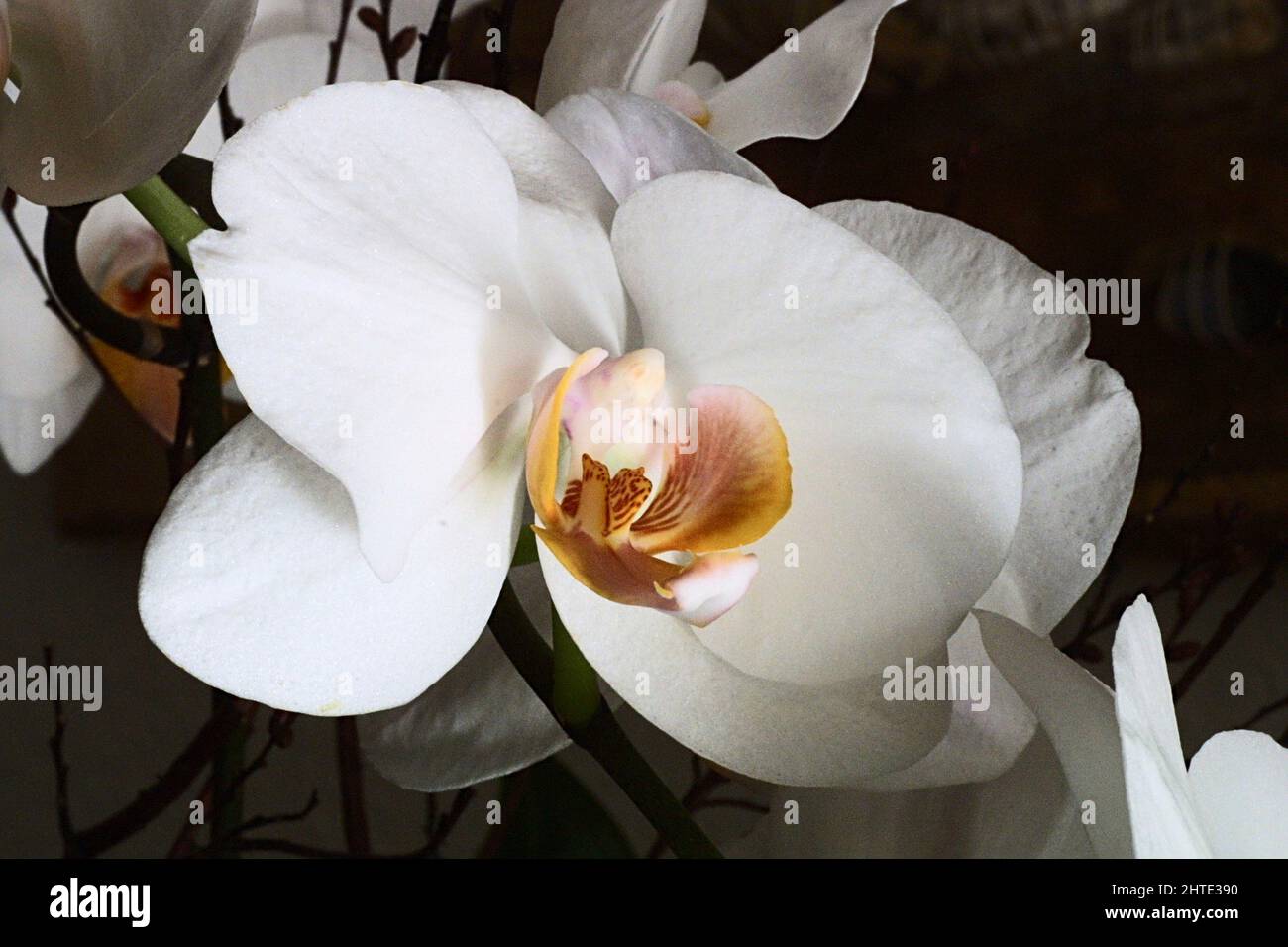 closeup ochid blossem Phalaenopsis - macro photography - details of the ...