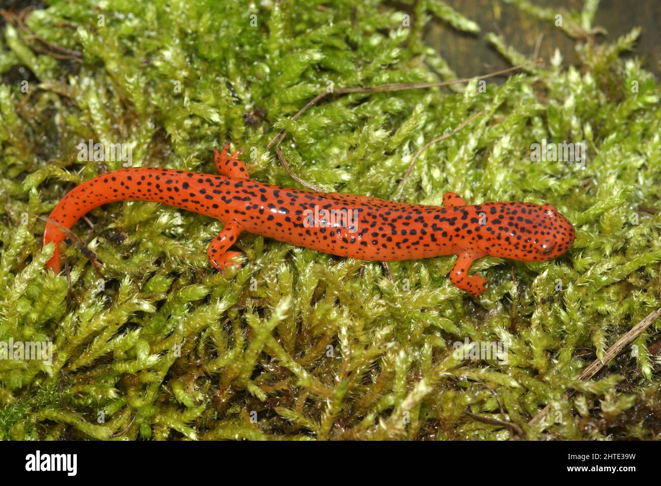Closeup on the colorful , attractive Blue Ridge Red Salamander ...