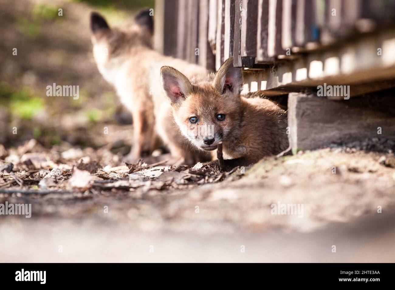 Closeup portrait of a baby fox looking scared at the camera hiding ...