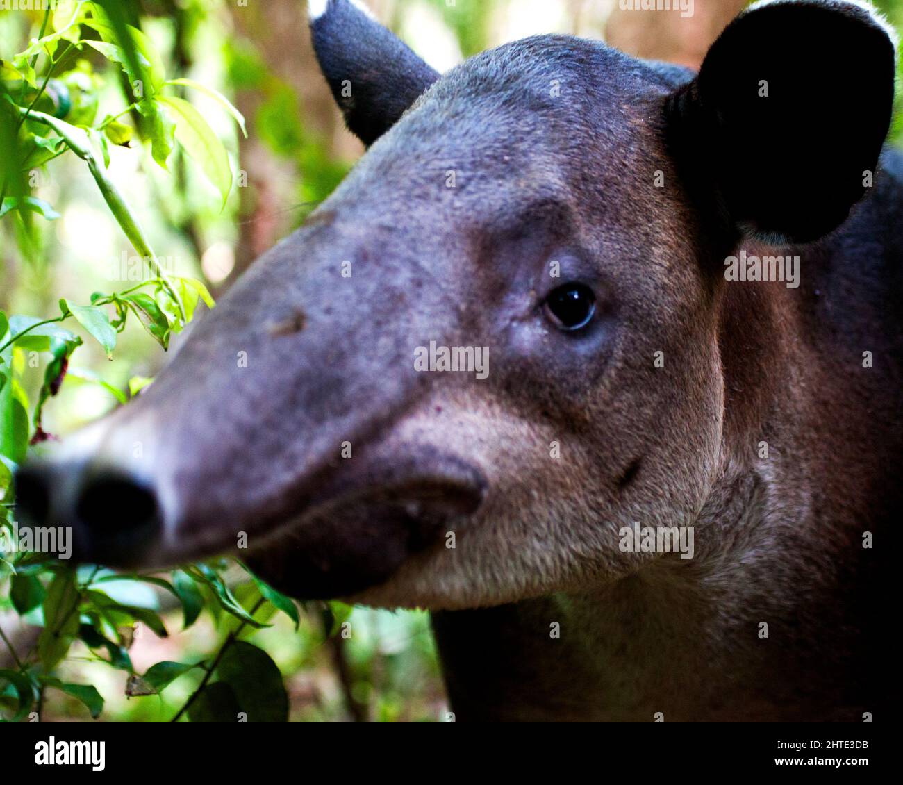Closeup portrait of a wild Baird's Tapir (Tapirus bairdii) inside the ...