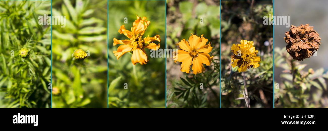 Life of a marigold flower from start to end Stock Photo - Alamy