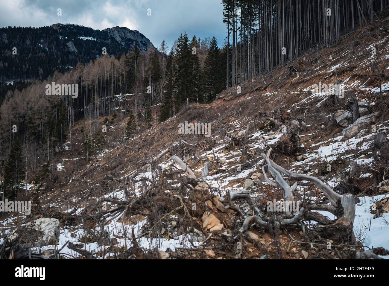 Clear cut mountain forest area, nature devastated by logging, and a ...
