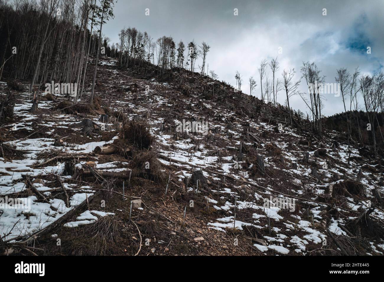 Slope after forest deforestation and logging in the Alpine mountain ...