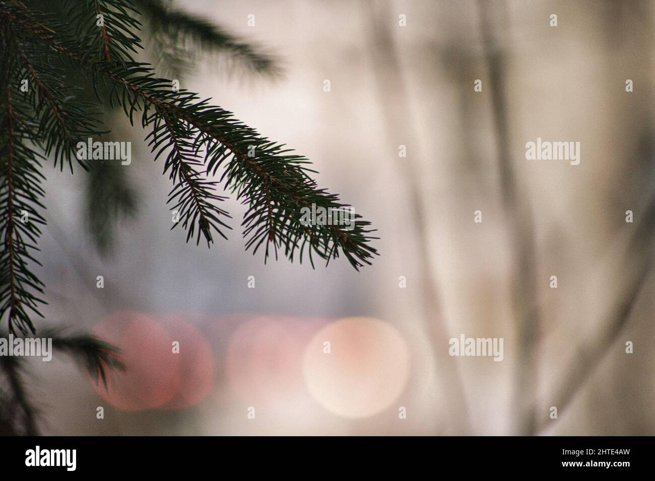 Shallow focus shot of a pine tree branch Stock Photo - Alamy