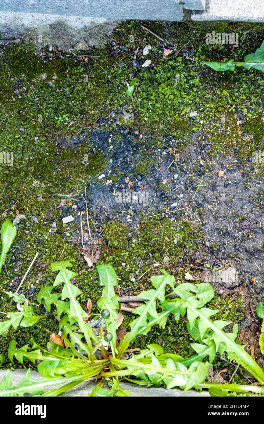 Green moss and dandelion plant on dirty floor. Mossed soil with ...
