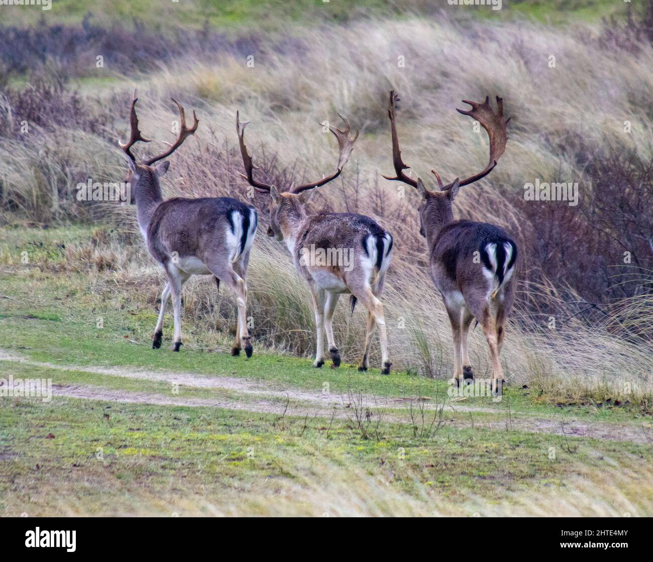 Three deer big horns hi-res stock photography and images - Alamy