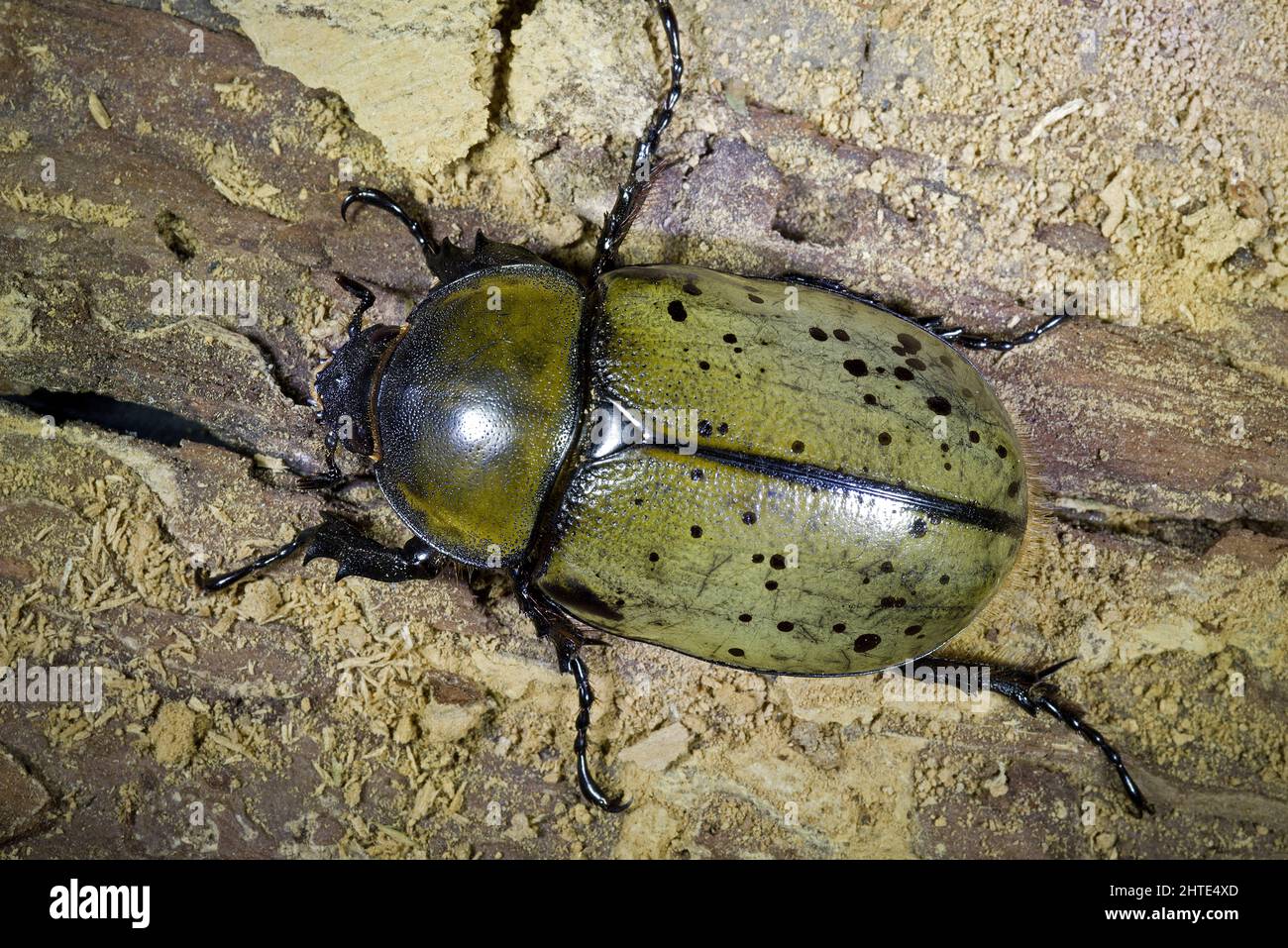 Eastern Hercules Beetle Larvae
