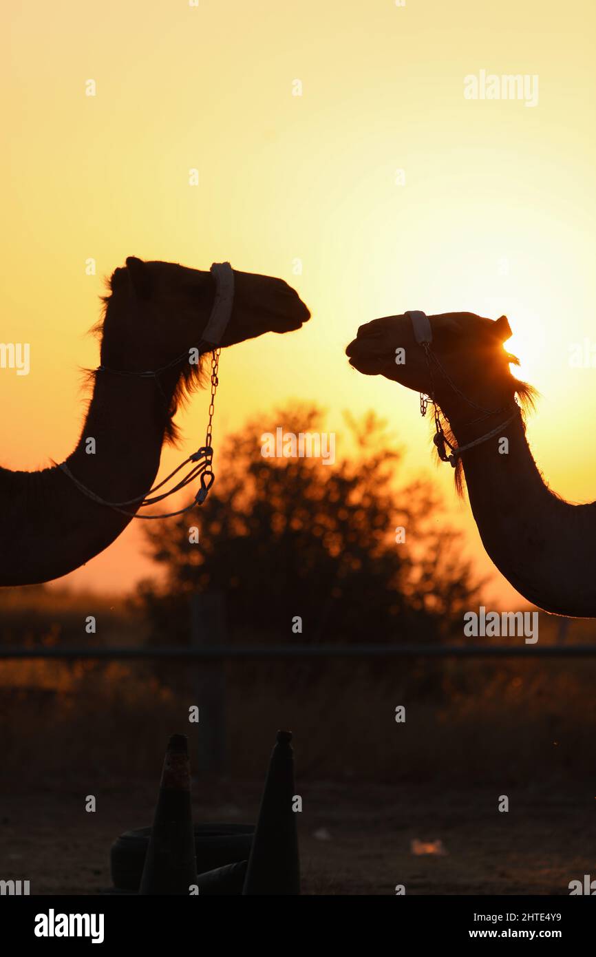 Camel in the desert looks away High quality Stock Photo - Alamy