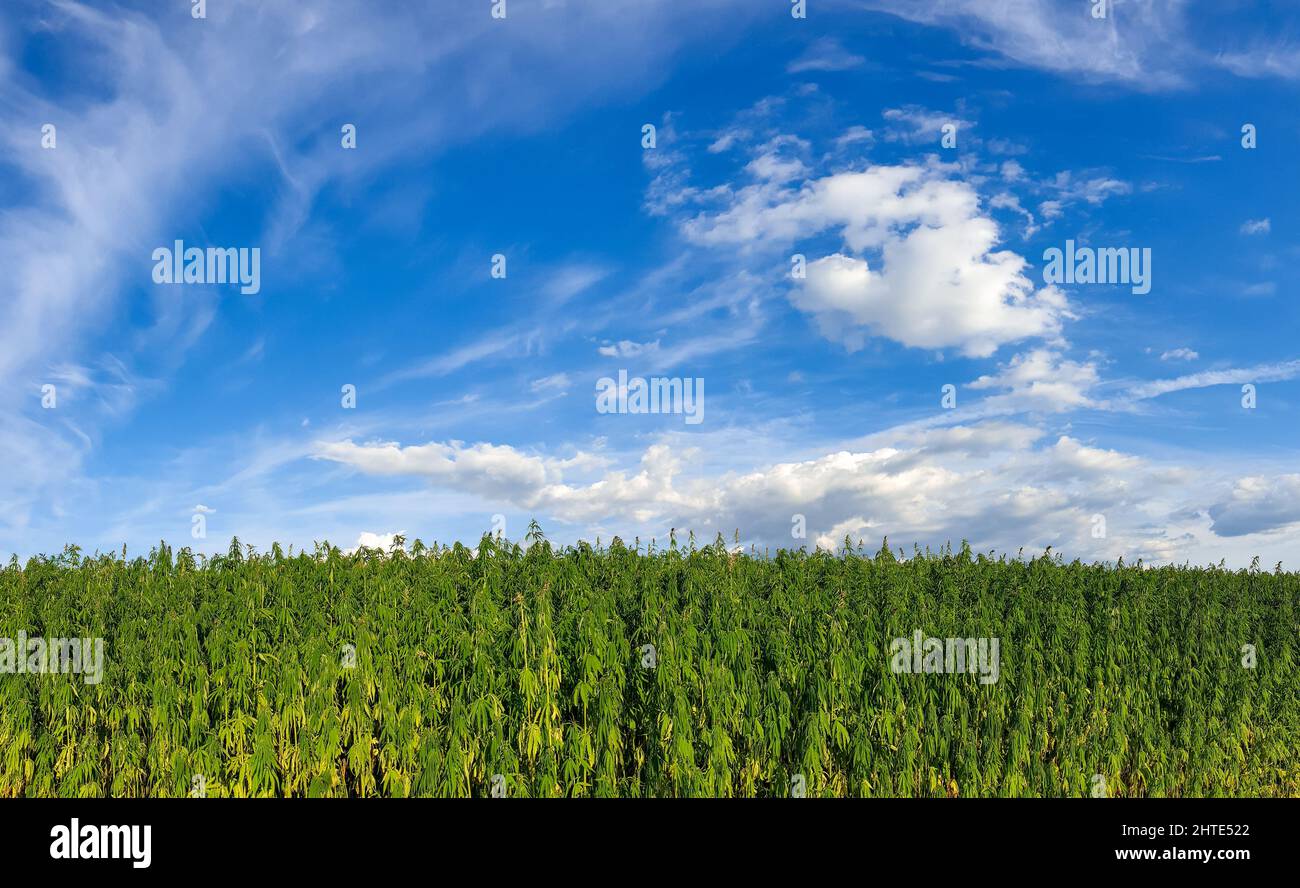 Beautiful view of a hemp field on a sunny day Stock Photo - Alamy