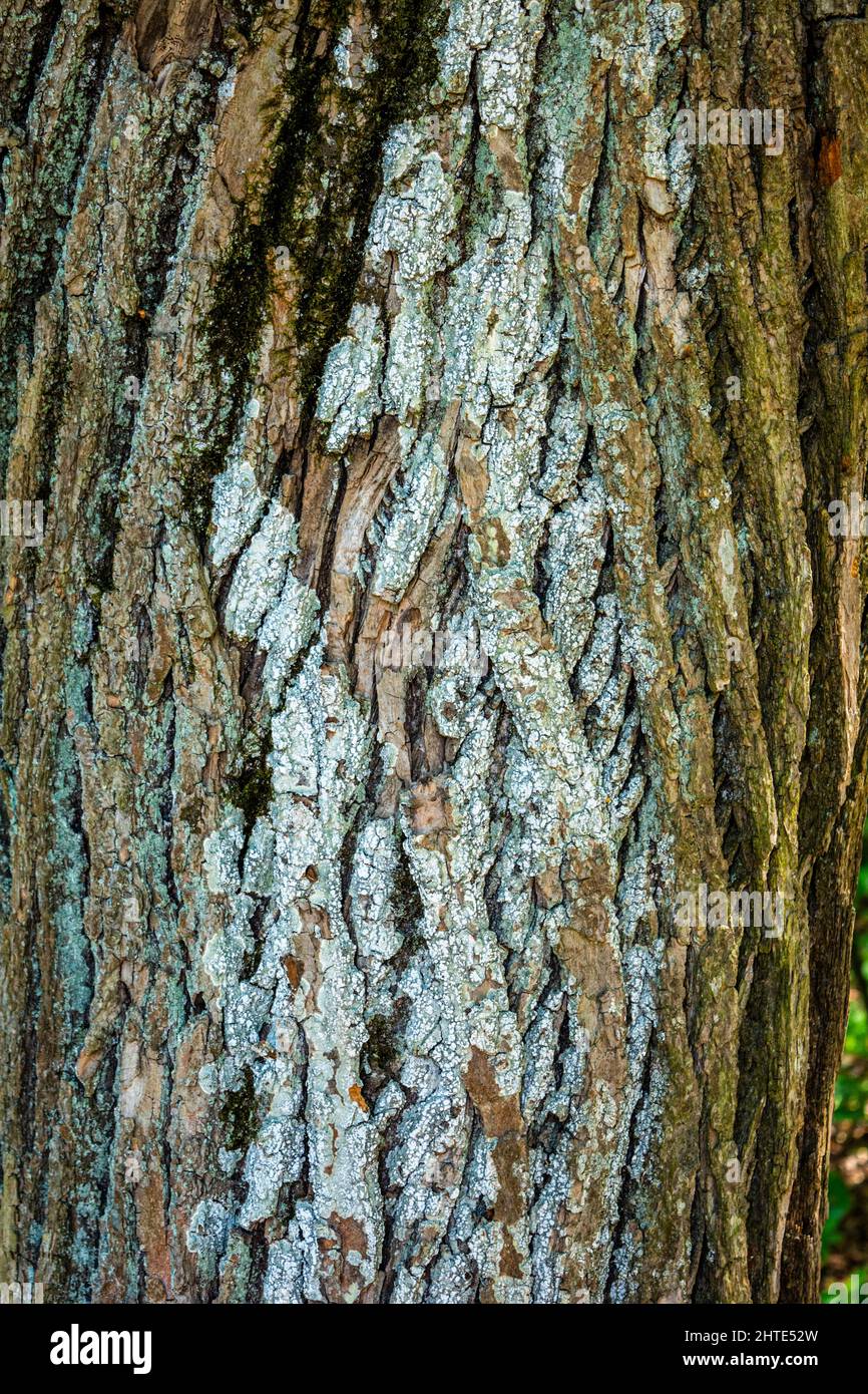 Natural texture of old oak tree bark. Oak tree trunk close-up. Tree bark texture Stock Photo - Alamy