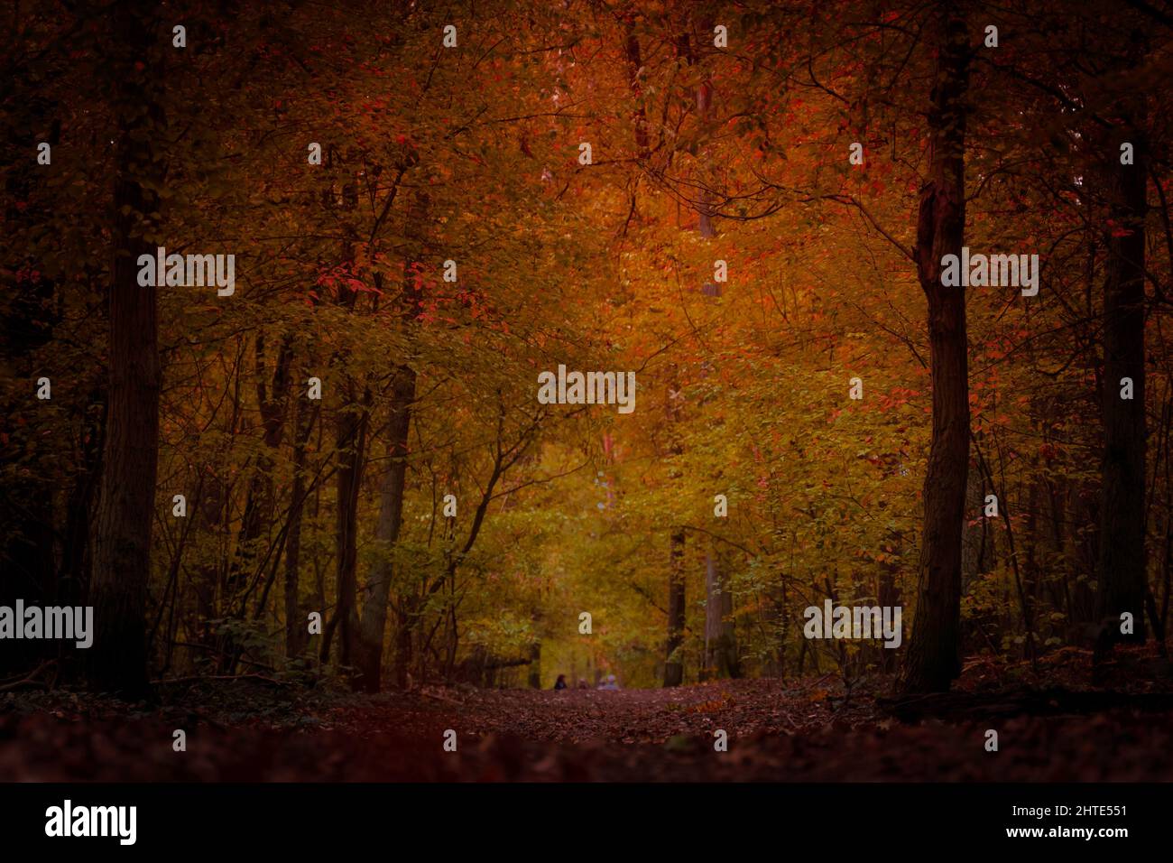 Stunning view of a leafy forest full of bright orange autumn trees ...