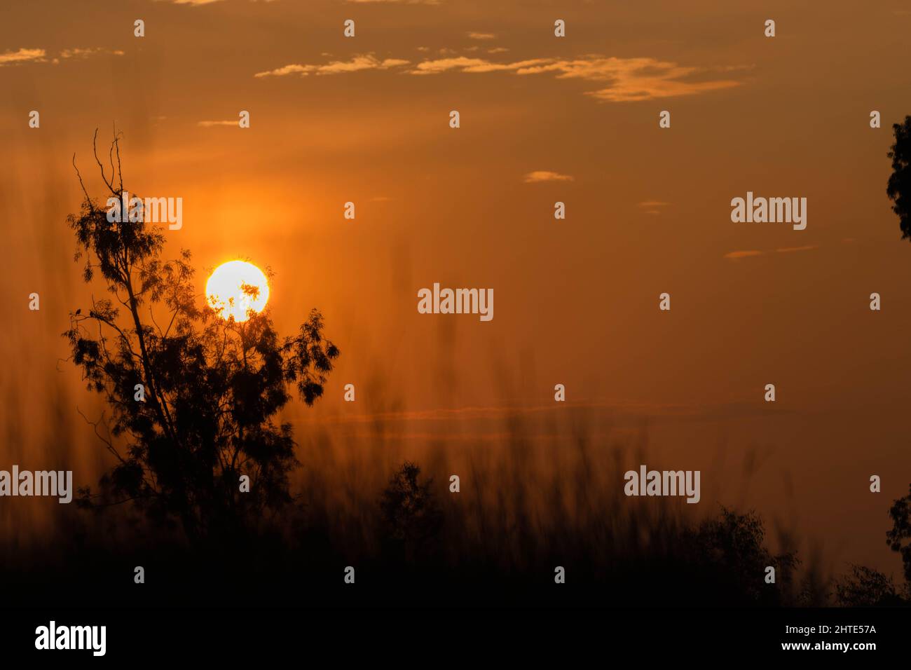Sunrise background with a pigeon silhouette and grass background Stock Photo - Alamy