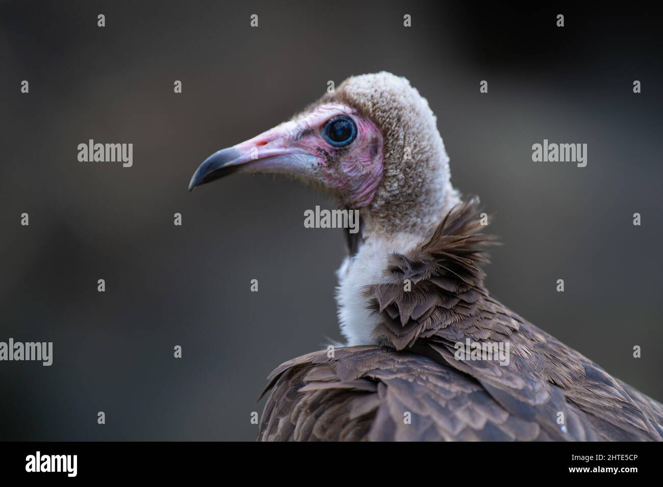 Side profile of a beautiful vulture bird looking aside Stock Photo - Alamy