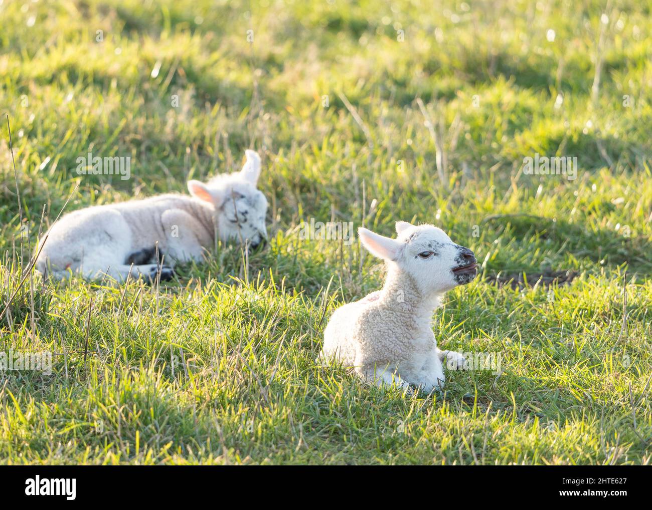 Lamb bleating hi-res stock photography and images - Alamy