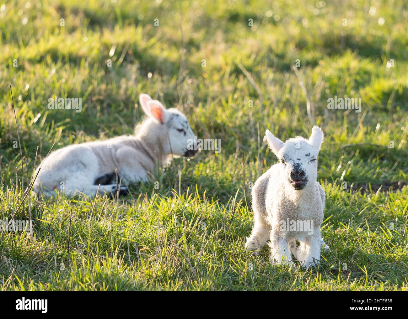 Pair of early, newborn lambs lying down in sunshine, bleating. UK sheep ...
