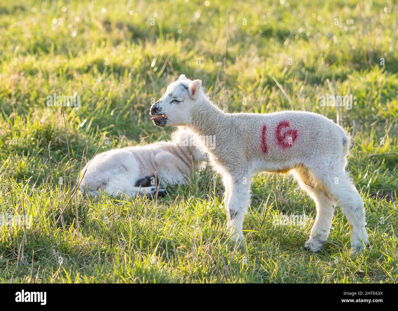 Close up of bleating spring lamb, standing outdoors in the afternoon ...