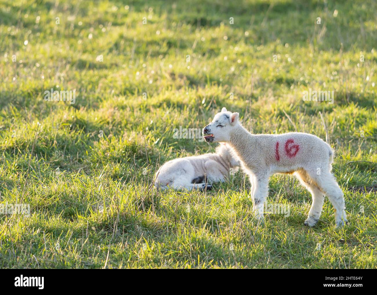 Sheep lamb lying down in hi-res stock photography and images - Alamy