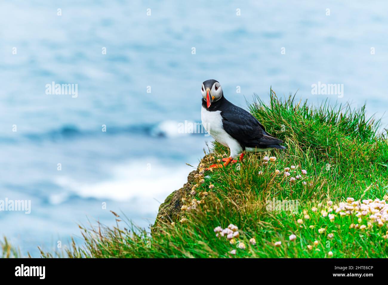 Beautiful Atlantic Puffin, a seabird in auk family, standing on the ...