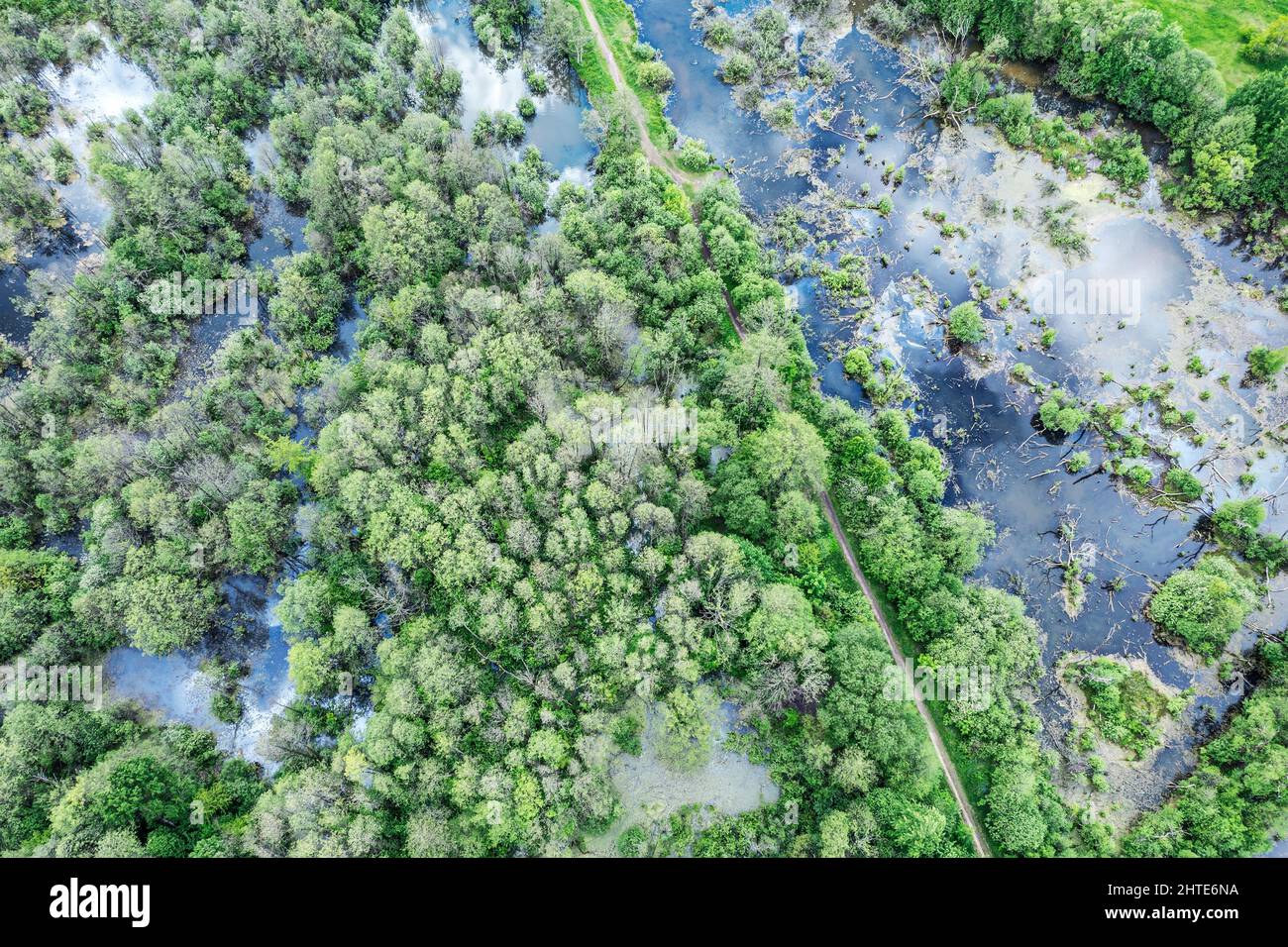 aerial top view of green forest trees and river marsh. summer ...