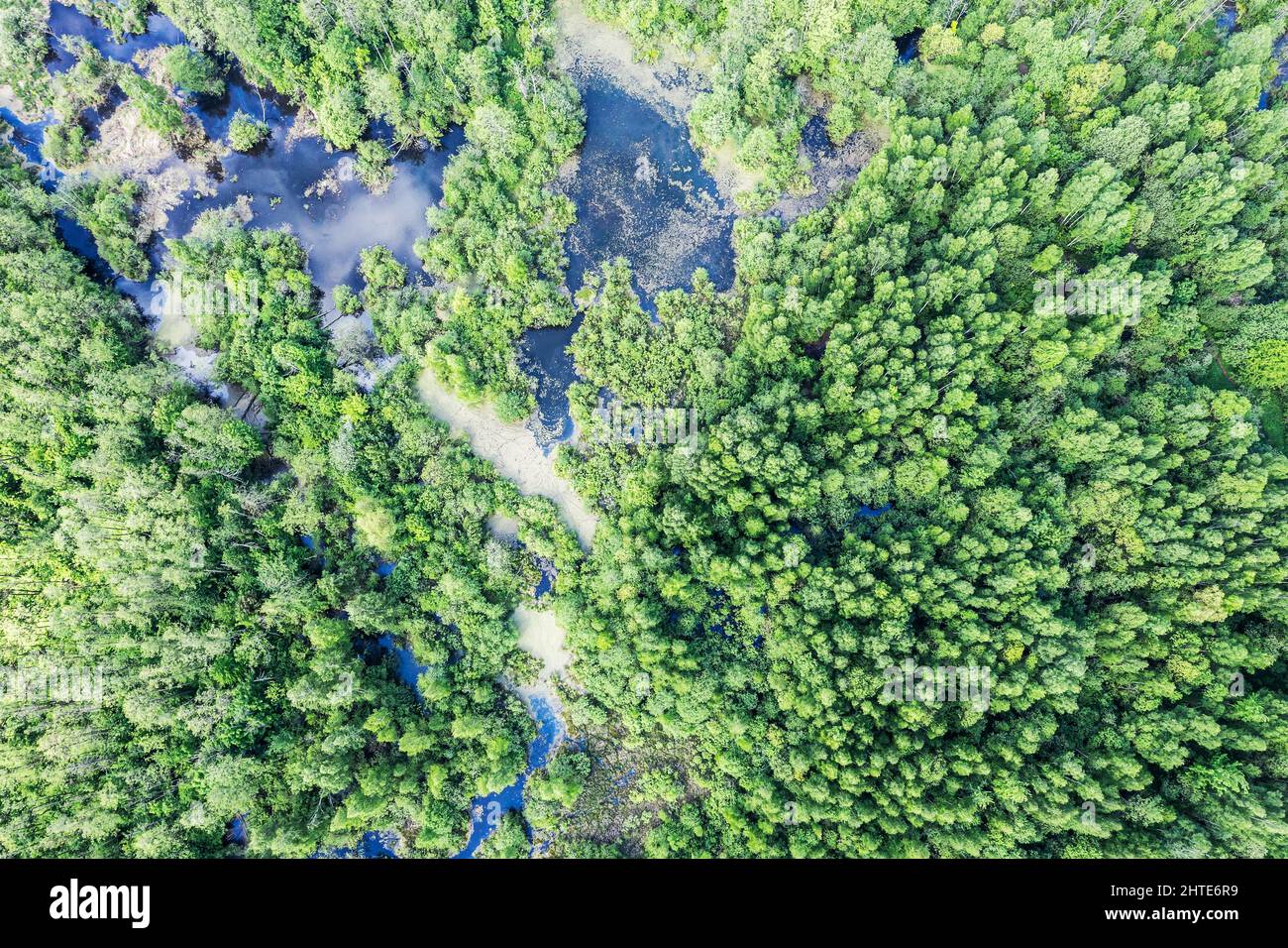 beautiful swamps in the middle of green forest. aerial top view from ...