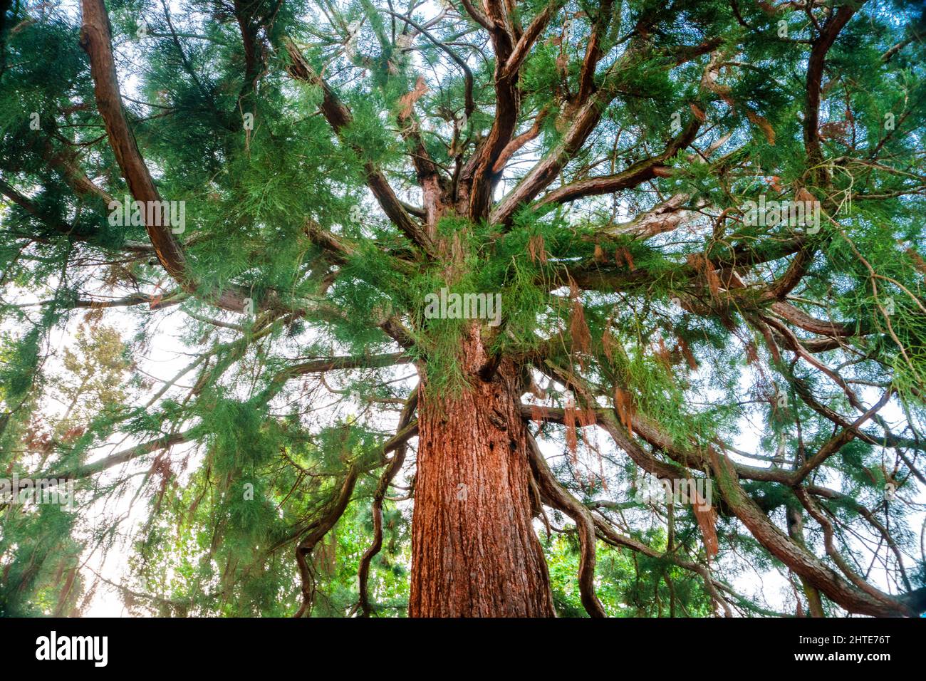 Yosemite giant redwoods hi-res stock photography and images - Alamy