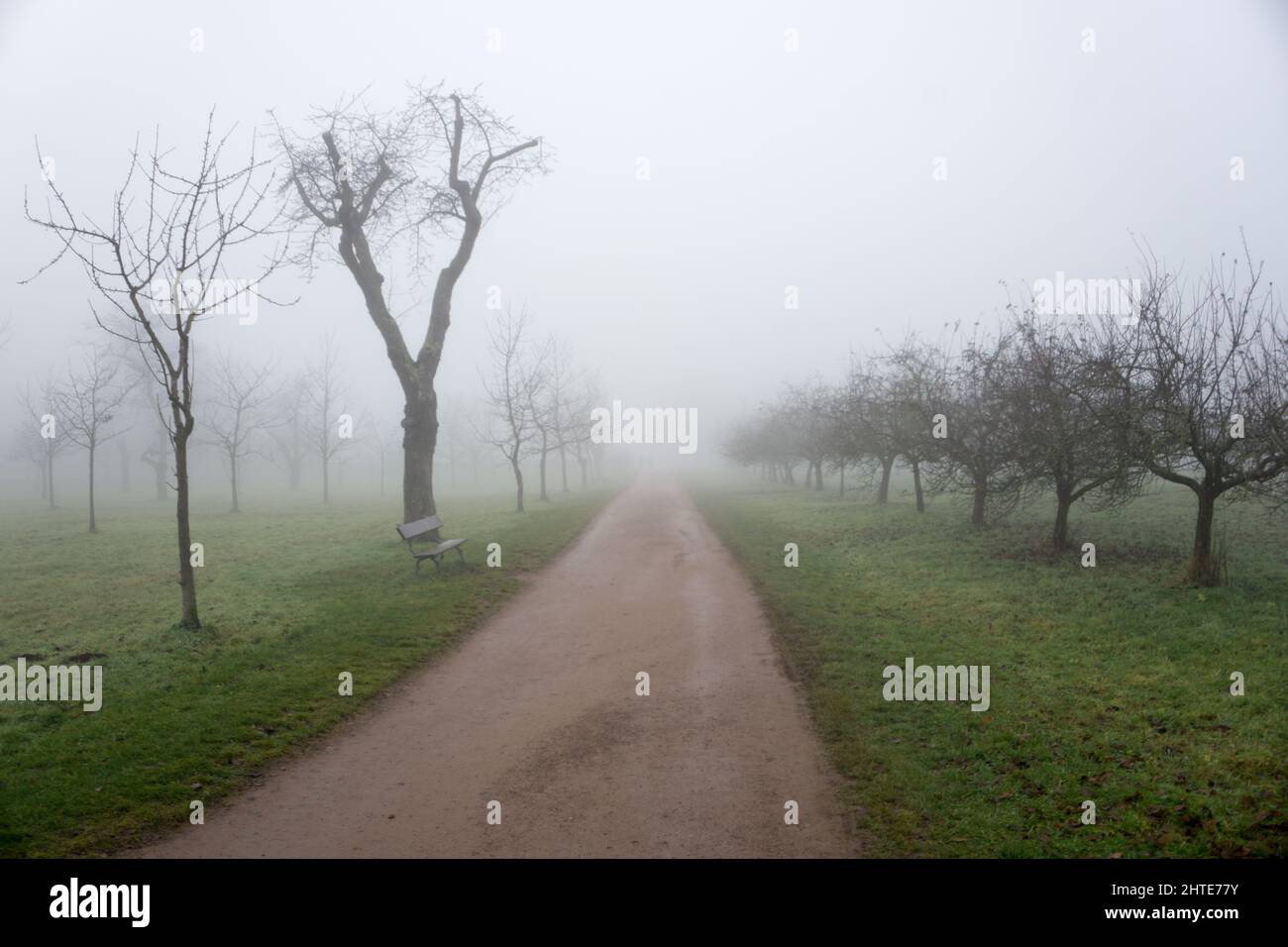 Path going into dense fog Stock Photo - Alamy