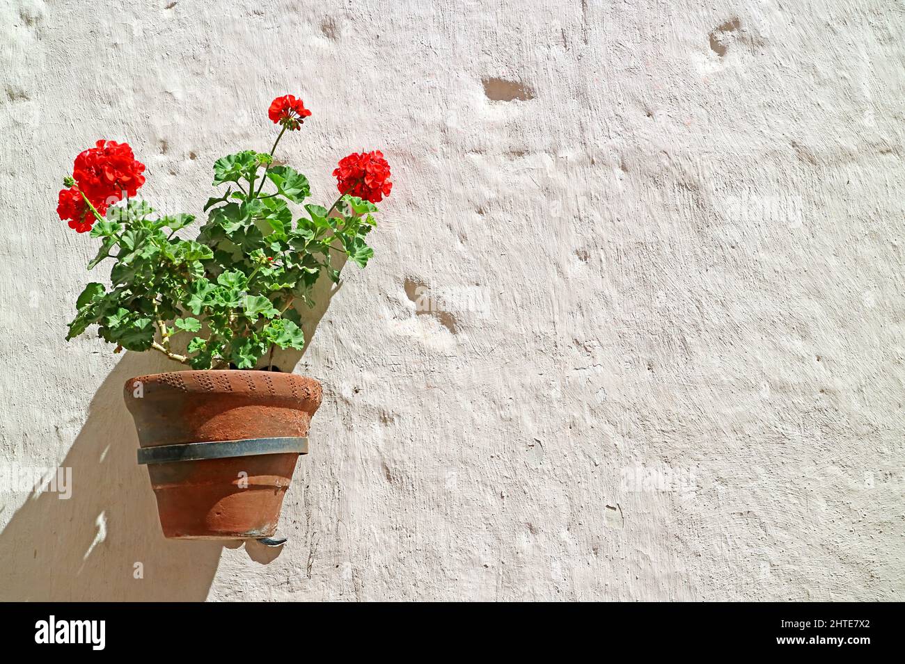 Potted Red Begonia Blossoming on White Rough Stone Wall Inside Santa ...