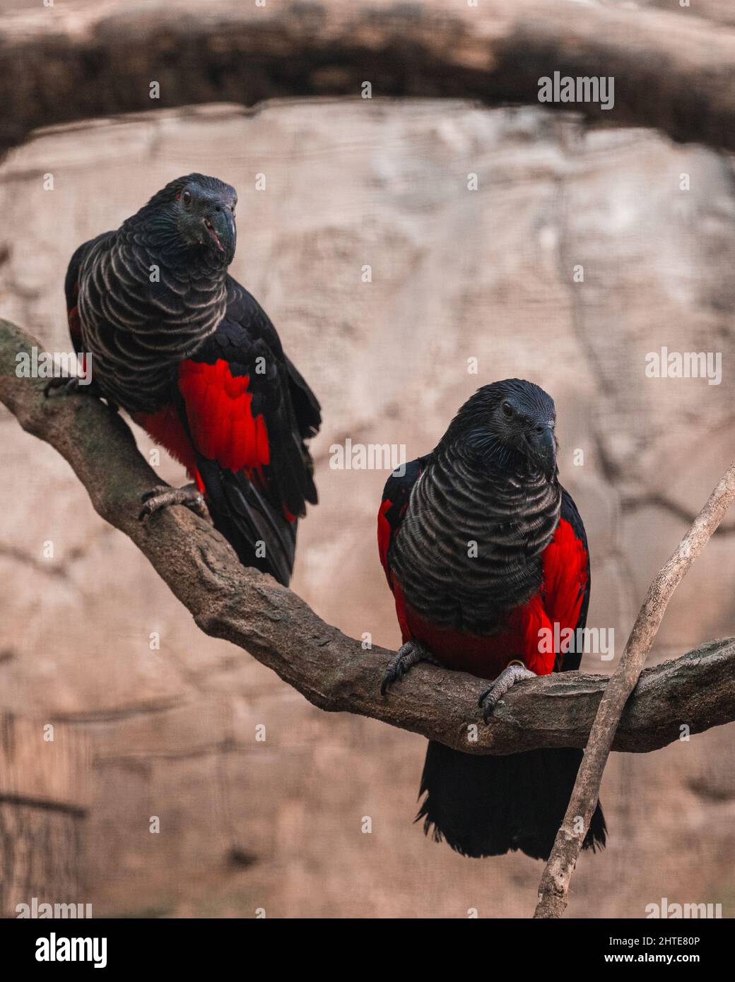 Pesquet’s parrot hi-res stock photography and images - Alamy