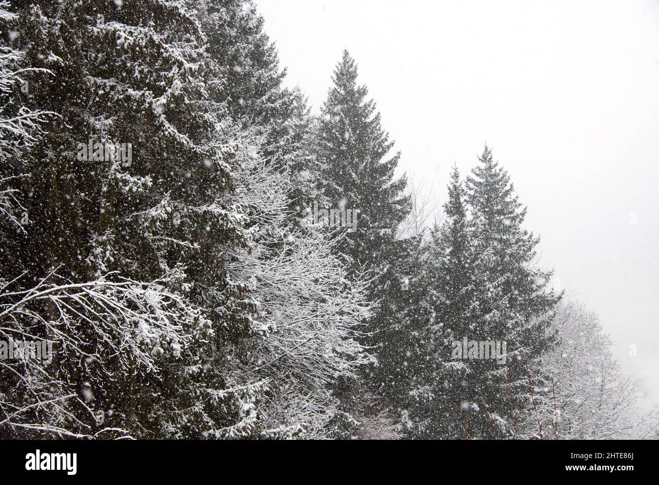 Snowy forest different trees bushes hi-res stock photography and images ...