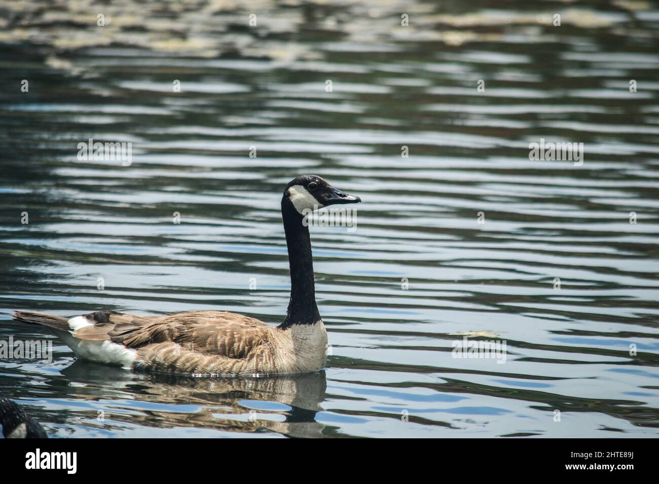 Beautiful view of a goose swimming in the lake in bright sunlight in ...