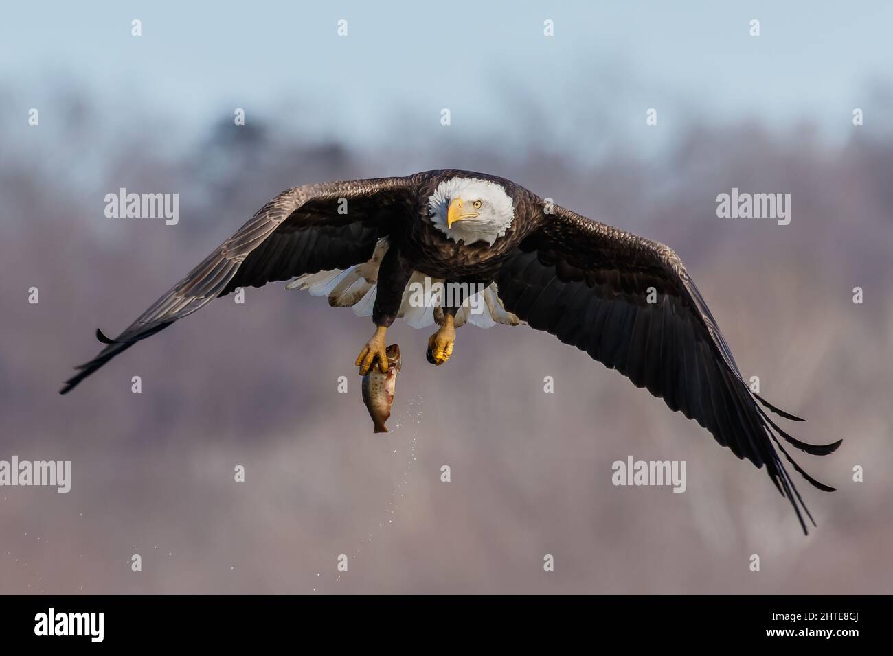 Natural view of a bald eagle flying with caught fish Stock Photo - Alamy