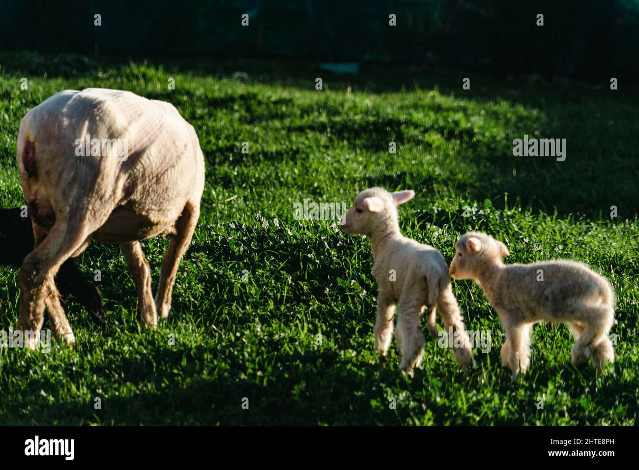 Closeup of two little goats and mother goat Stock Photo - Alamy