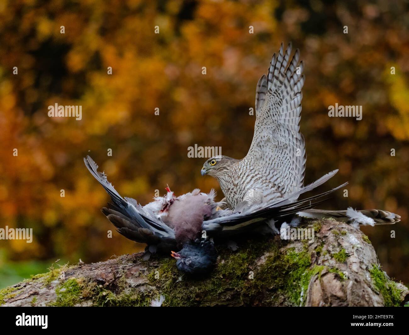 Closeup of a female sparrowhawk, Accipiter nisus, with a wood pigeon ...
