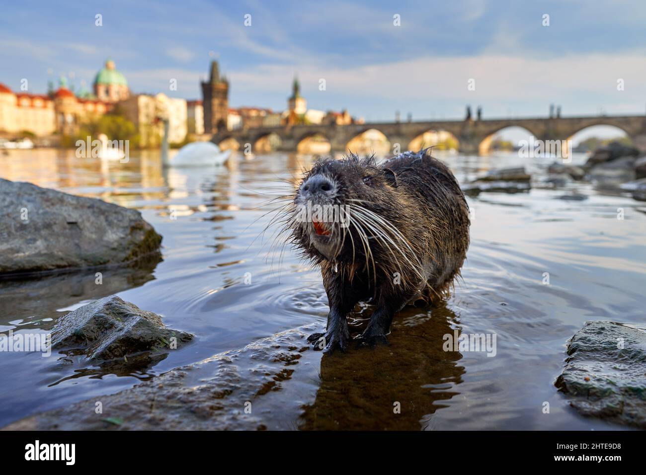 Nutria, wide angle with river city habitat, Vltava, Prague, Czech ...