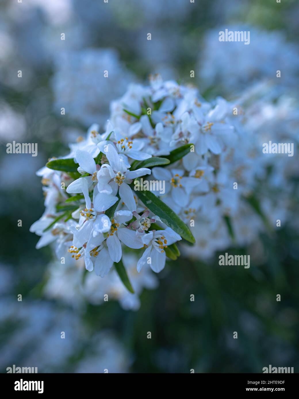 Vertical closeup of Choisya ternata, known as Mexican orange blossom or ...