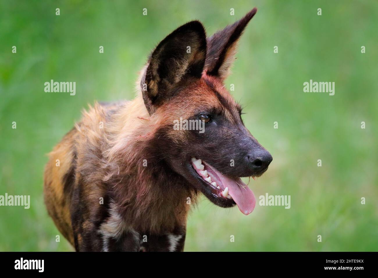 African wild dog, sitting in the green grass, Mana Pools, Zimbabwe ...