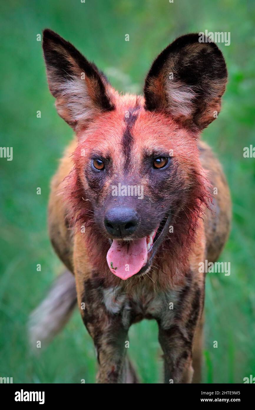 Are African Wild Dogs Dangerous