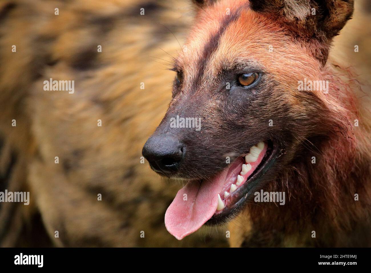 African wild dog, sitting in the green grass, Mana Pools, Zimbabwe ...