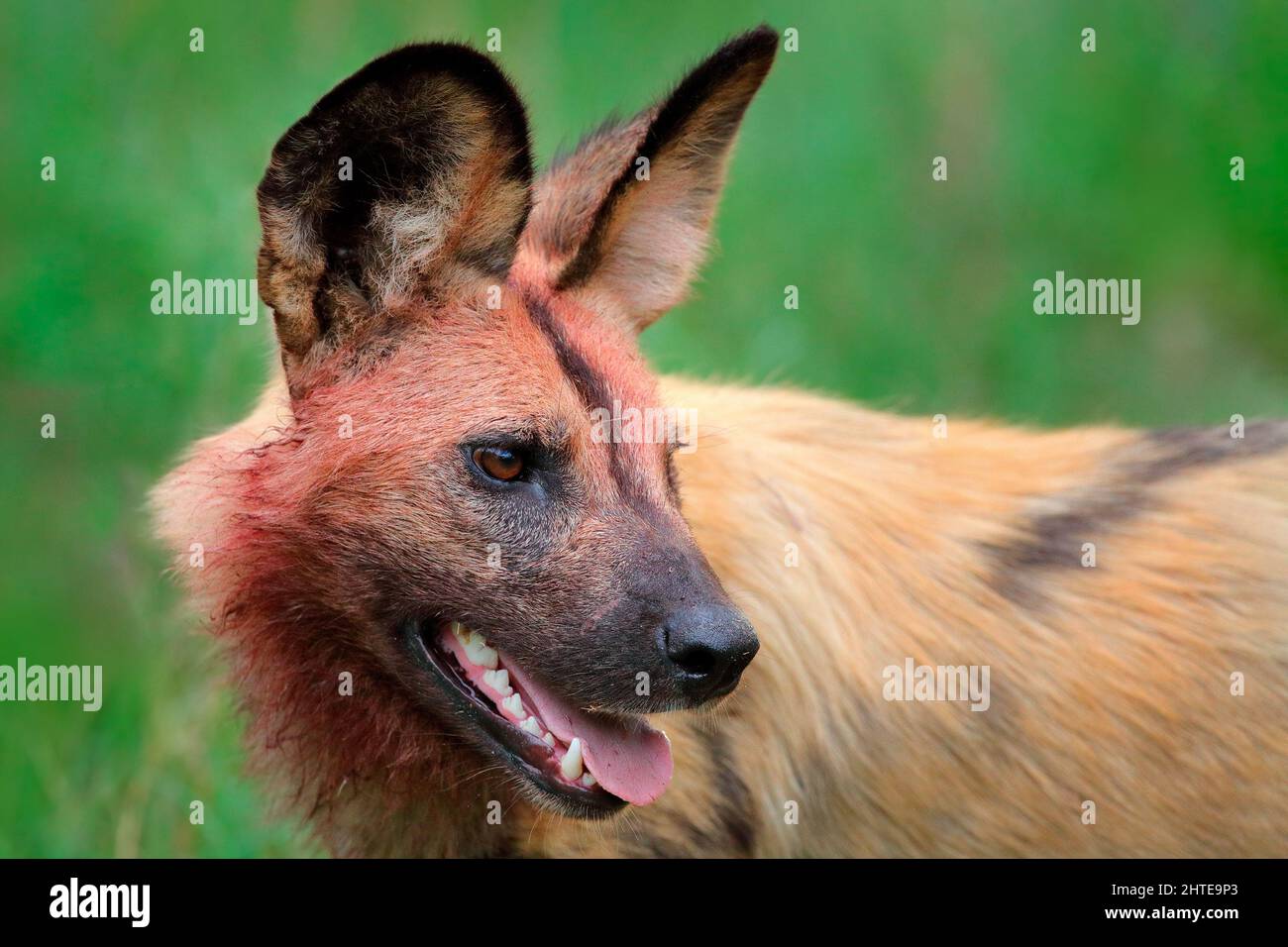 African wild dog, sitting in the green grass, Mana Pools, Zimbabwe ...