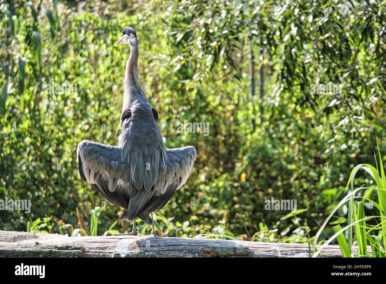 Back view of a gray heron in its natural habitat Stock Photo - Alamy