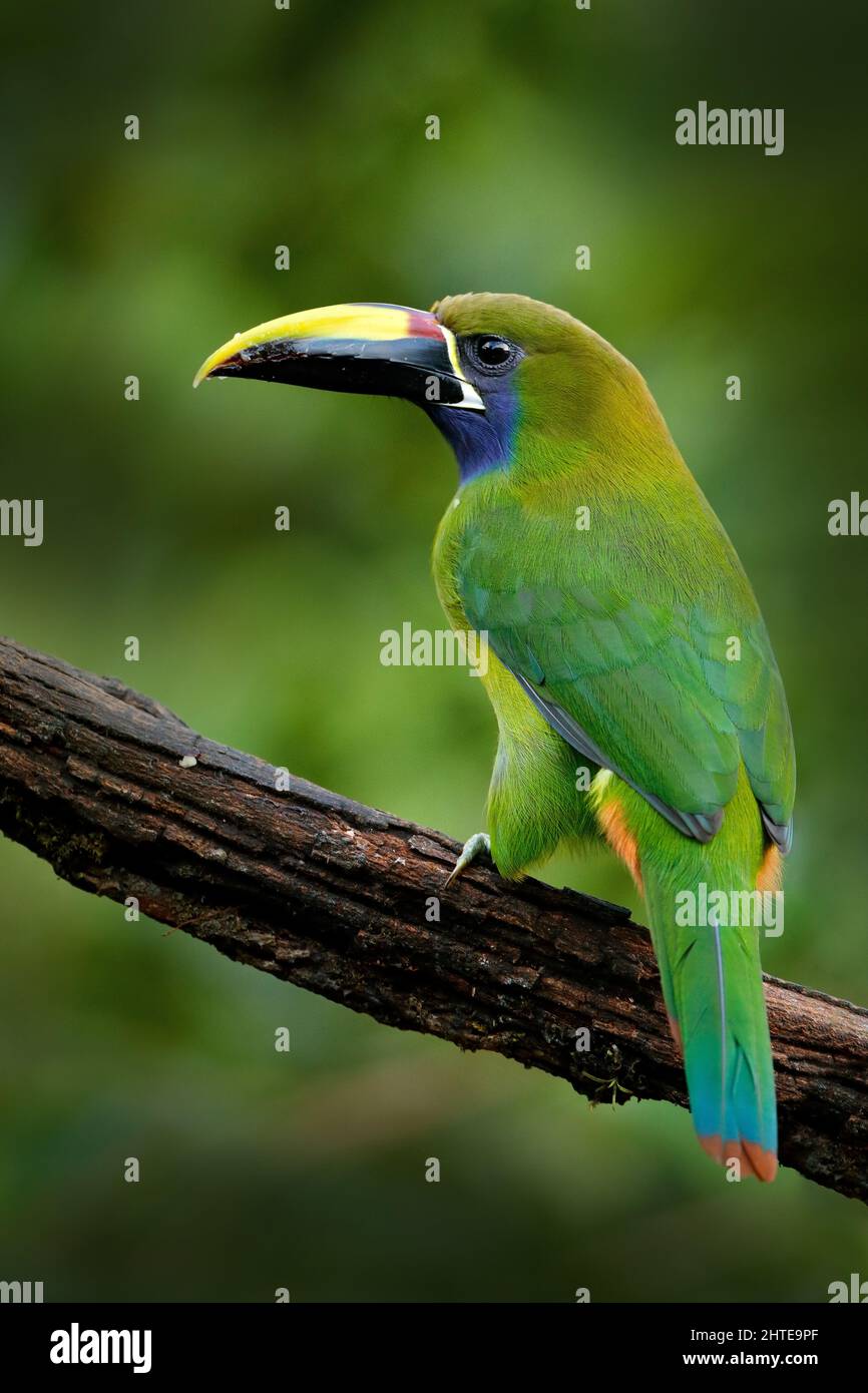 Blue-throated Toucanet, Aulacorhynchus caeruleogularis, green toucan in ...
